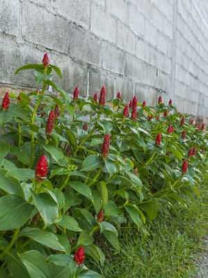 Lg. Spictus Ginger Plant (costus sp) – Kens Nursery