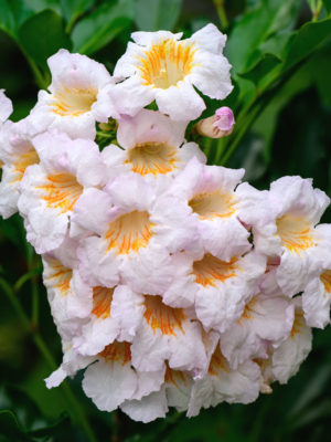 Dwarf Jasmine Tree Peep Thong (radermachera kunming) – Kens Nursery
