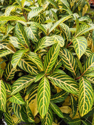 Colorful Tropical Shrub (sanchezia nobilis) – Kens Nursery