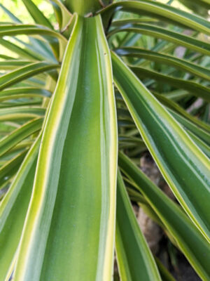 XL Giant Hawaiian Gold Giant Yucca (yucca elephantipes) – Kens Nursery